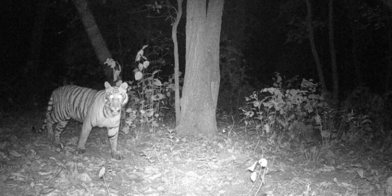 Trekking with Tigers | Nelson Institute for Environmental Studies