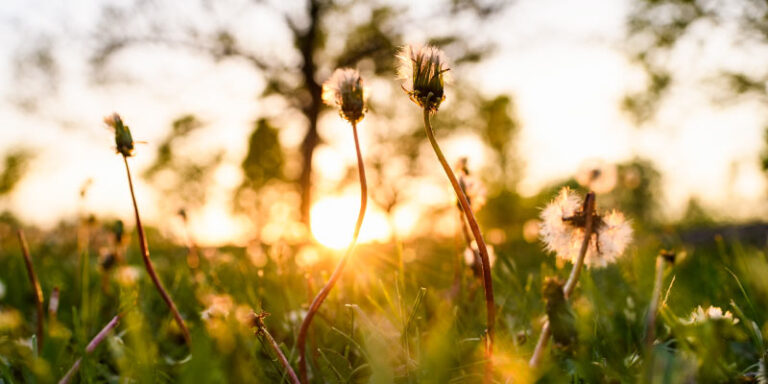 Promoting Pollinators, One Unmowed Lawn at a Time | Nelson Institute ...