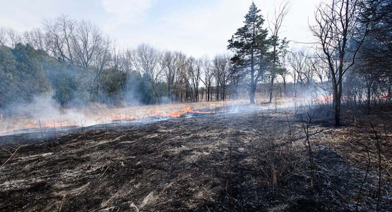 Featured Course: Seminar in Fire Ecology and Fire Management | Nelson ...